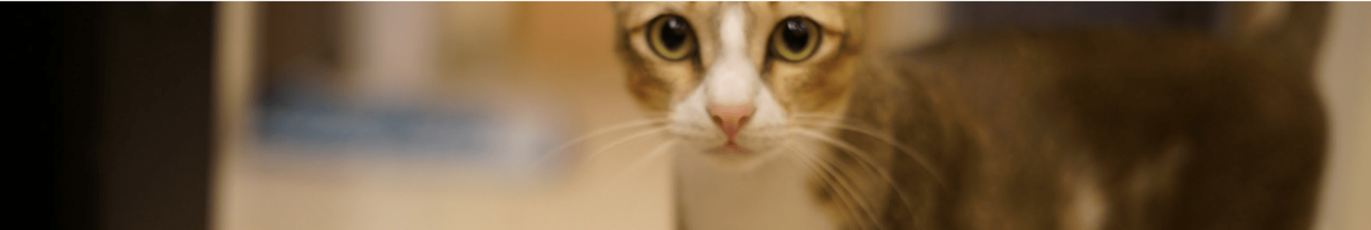 YouTube Channel Art Guide: Make Compelling Banners